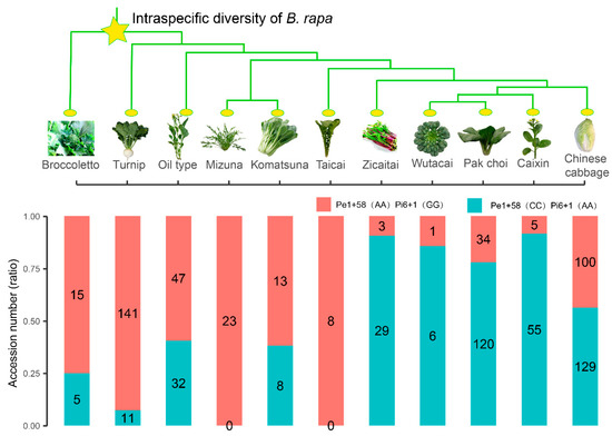 Selection on BrFLC1 Is Related to Intraspecific Diversity of Brassica ...