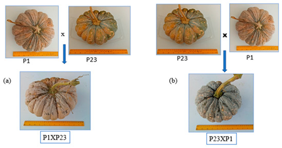 Pumpkin (Cucurbita spp.): A Crop to Mitigate Food and Nutritional ...