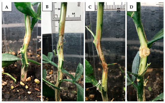 Preliminary Findings of New Citrus Rootstocks Potentially Tolerant to ...