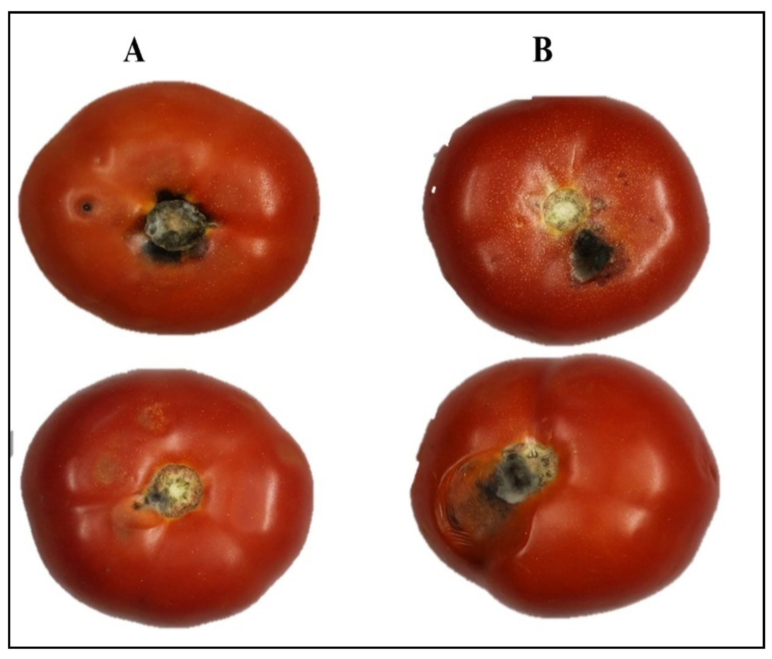 Effect of Simulated Vibration and Storage on Quality of Tomato