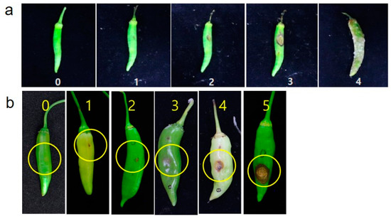 Evaluation of Anthracnose Resistance in Pepper (Capsicum spp.) Genetic Resources