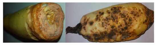 Natural Plant Extracts and Microbial Antagonists to Control Fungal ...