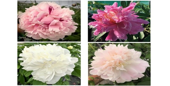 Horticulturae | Free Full-Text | Shoot Growth and Flower Bud Production ...