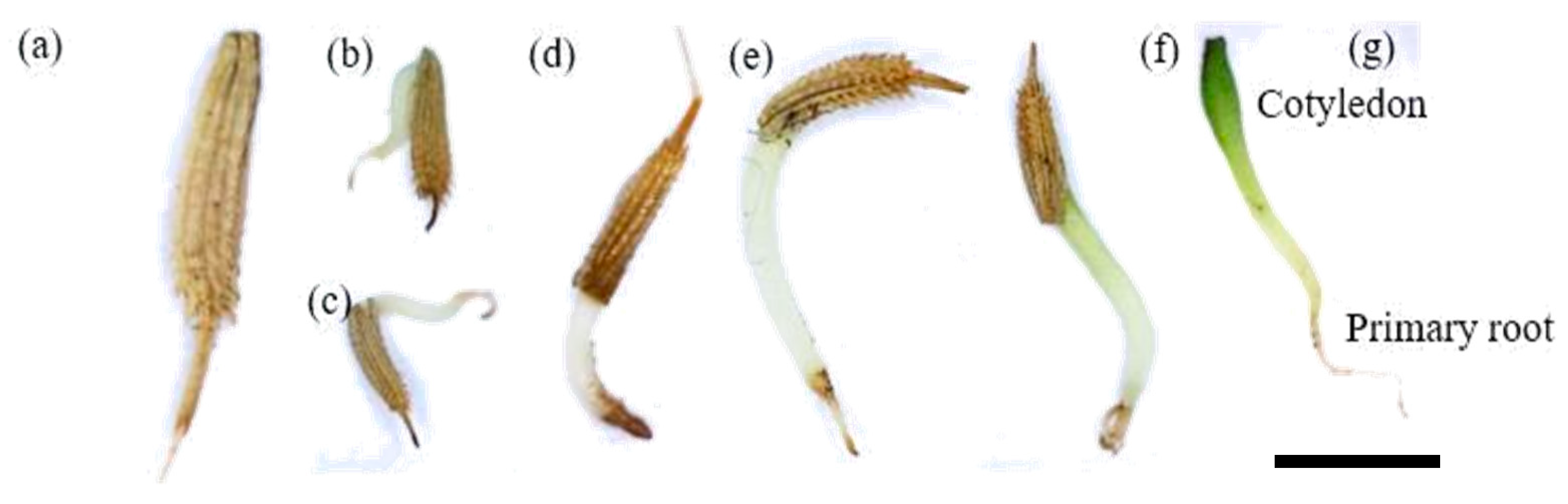 Horticulturae | Free Full-Text | Assessment of Plant Growth Regulators ...