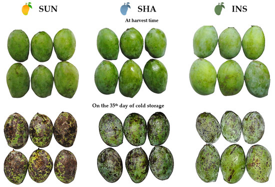 Influence of the Position of Mango Fruit on the Tree (Mangifera indica ...
