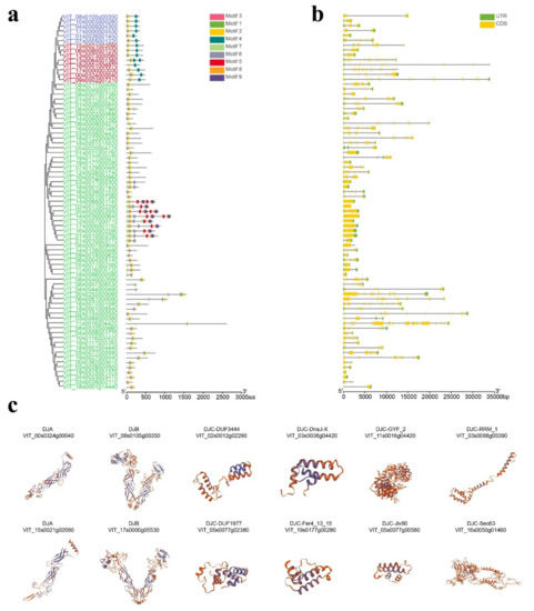 Genome-Wide Identification and Characterization of DnaJ Gene Family in ...