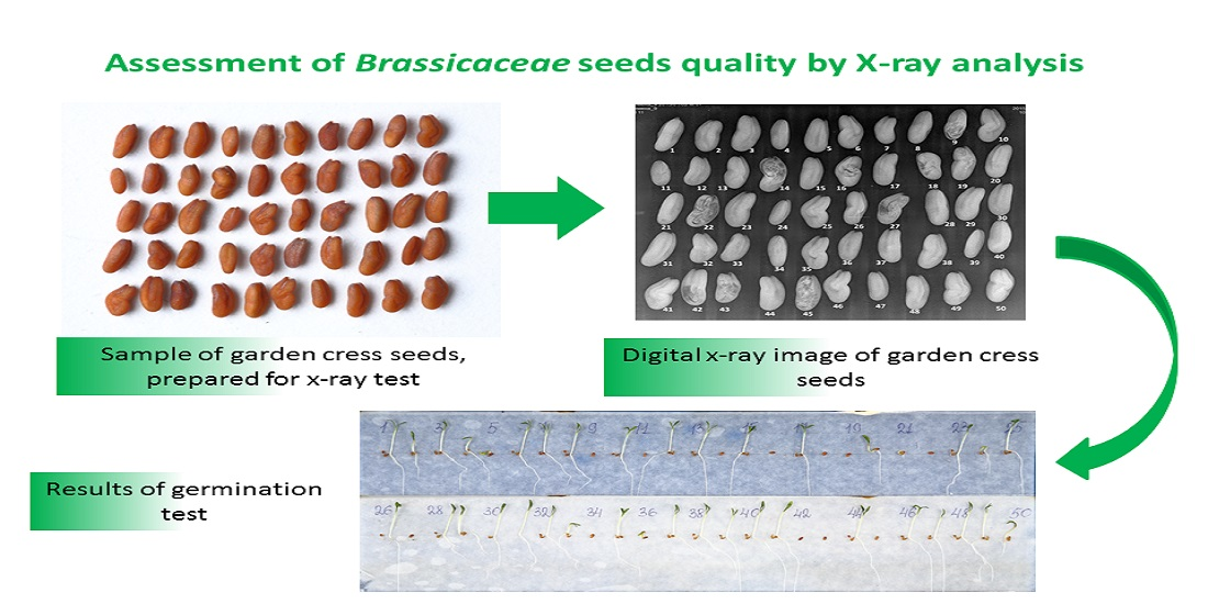 Horticulturae | Free Full-Text | Assessment of Brassicaceae Seeds ...