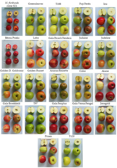 Types of apples store