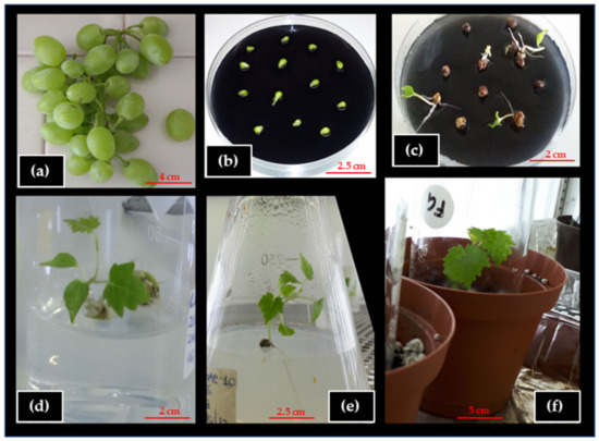 Optimization of an In Vitro Embryo Rescue Protocol for Breeding ...