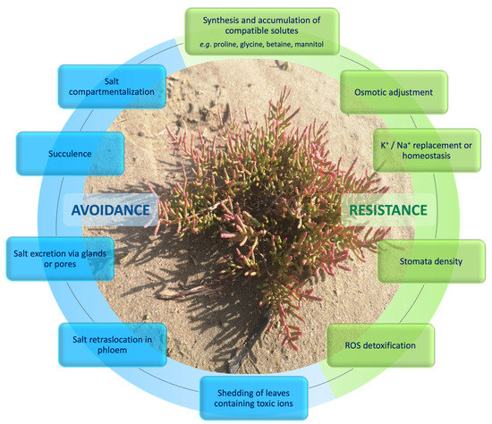 Procumbent Stem Examples