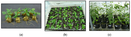 Micropropagation of Plum (Prunus domestica L.) in Bioreactors Using ...