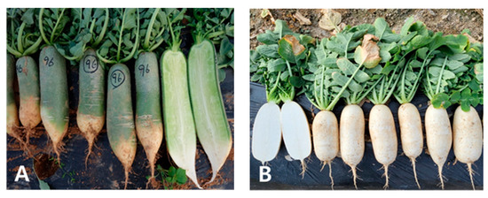 Metabolic Profiling of White and Green Radish Cultivars (Raphanus sativus)