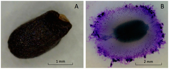 Production, Composition, and Ecological Function of Sweet-Basil-Seed ...