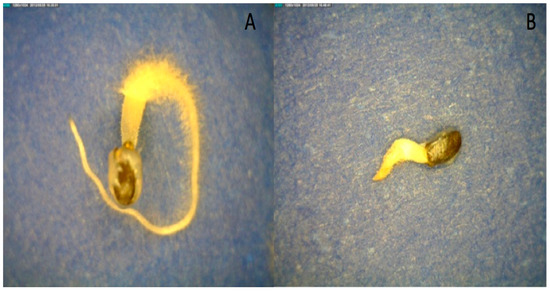 Production, Composition, and Ecological Function of Sweet-Basil-Seed ...