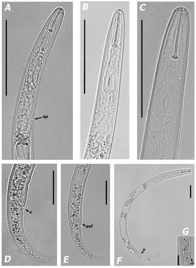 Six First Reports of Pin Nematodes from Portugal, with an Update of the ...