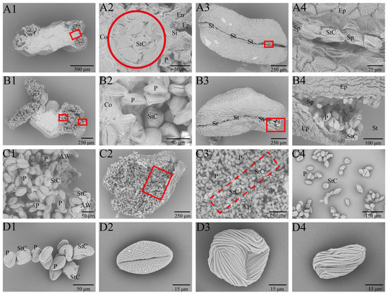 The True Identity of the “Second Pollen Morphology” of Camellia ...