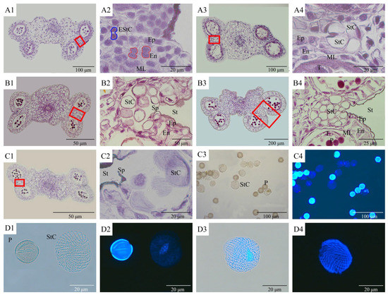 The True Identity of the “Second Pollen Morphology” of Camellia ...