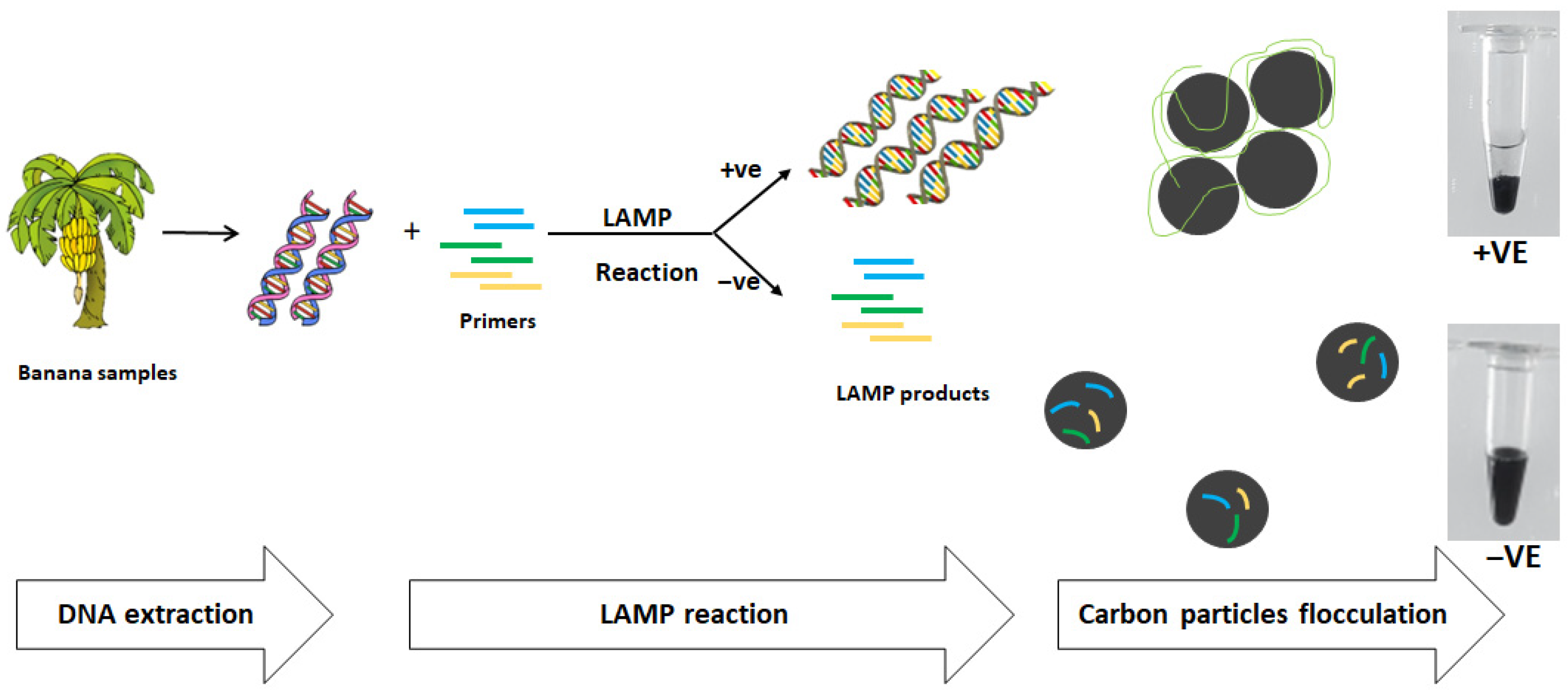Development of a Highly Sensitive Loop-Mediated Isothermal ...