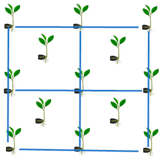 Horticulturae | Free Full-Text | Planting Arrangement and Effects of ...