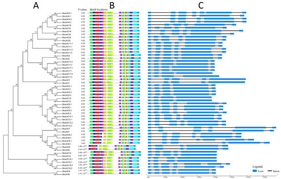 Horticulturae | Free Full-Text | Genome-Wide Characterization of ...