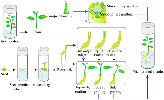 In Vitro Micrografting of Horticultural Plants: Method Development and ...