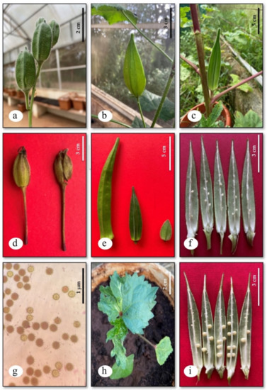 Characterization of Okra Species, Their Hybrids and Crossability ...