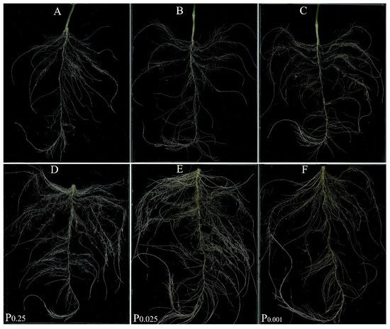 Root Morphological and Physiological Adaptations to Low Phosphate ...