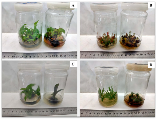 An Academic and Technical Overview on Plant Micropropagation Challenges