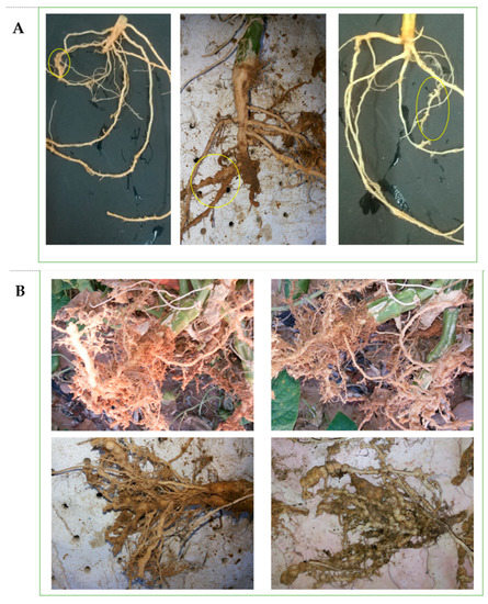 Bio-Management of Root-Knot Nematodes on Cucumber Using Biocidal ...