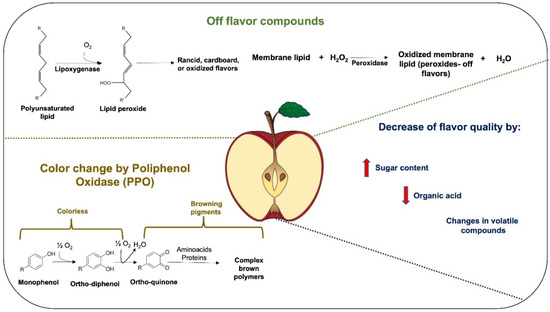 Emerging Technologies for Prolonging Fresh-Cut Fruits’ Quality and ...