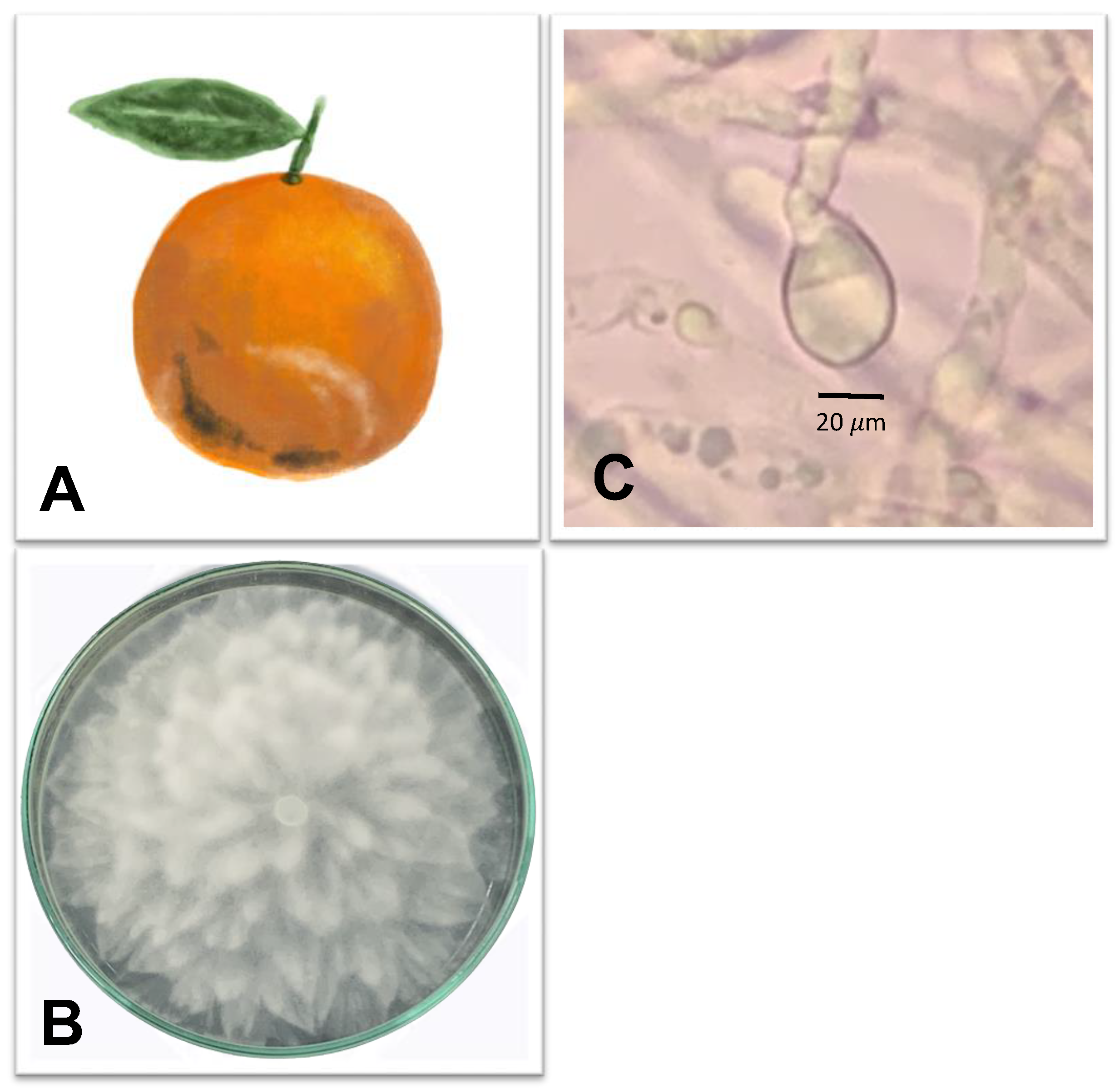 Bio-Circular Perspective of Citrus Fruit Loss Caused by Pathogens ...