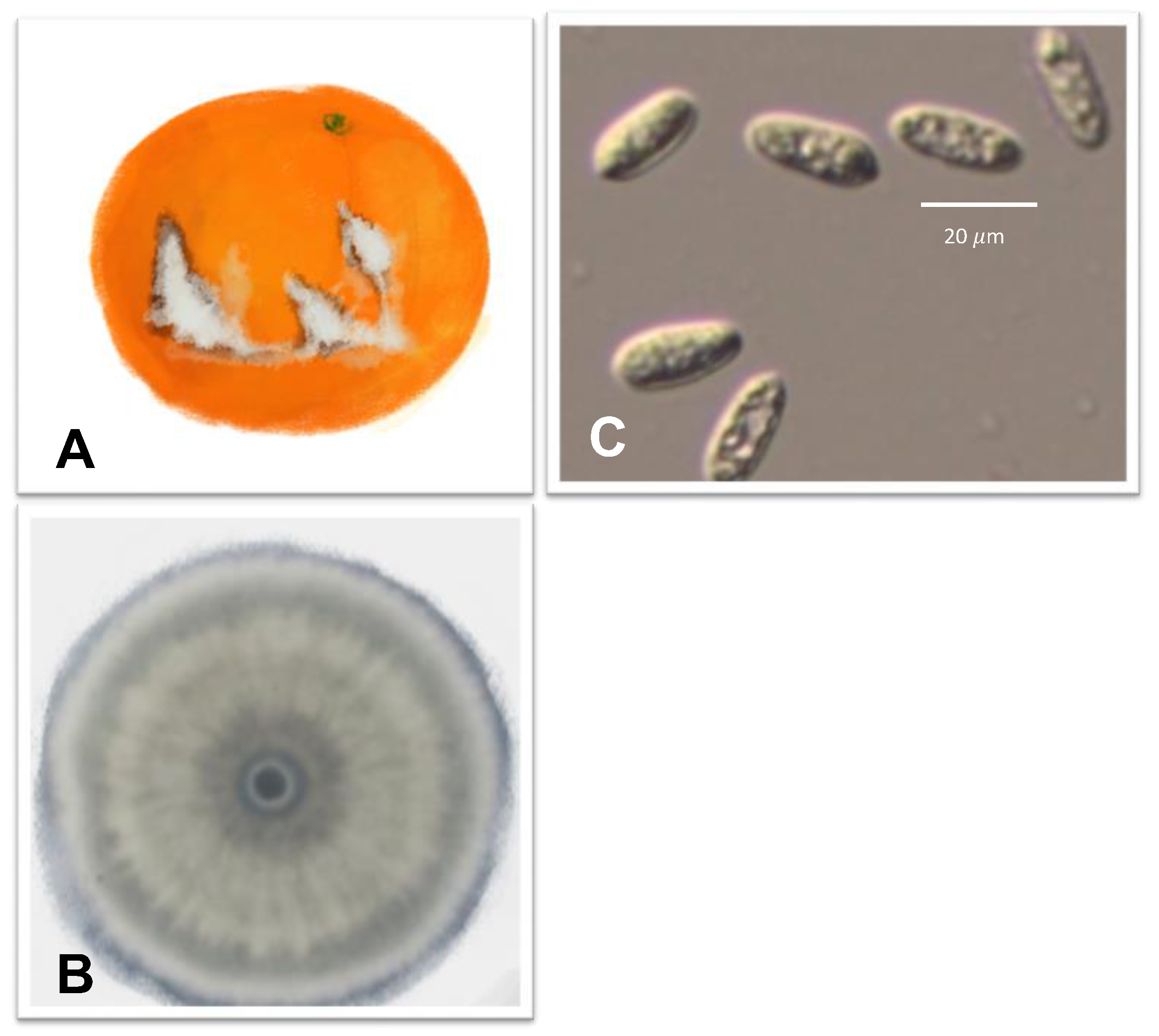 Bio-Circular Perspective of Citrus Fruit Loss Caused by Pathogens ...