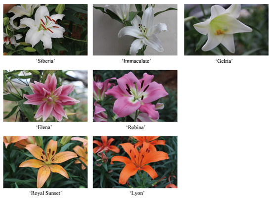 Horticulturae | Free Full-Text | Application of Morphological and Physiological Markers for ...
