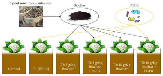 Combined Use of Spent Mushroom Substrate Biochar and PGPR Improves Growth, Yield, and ...