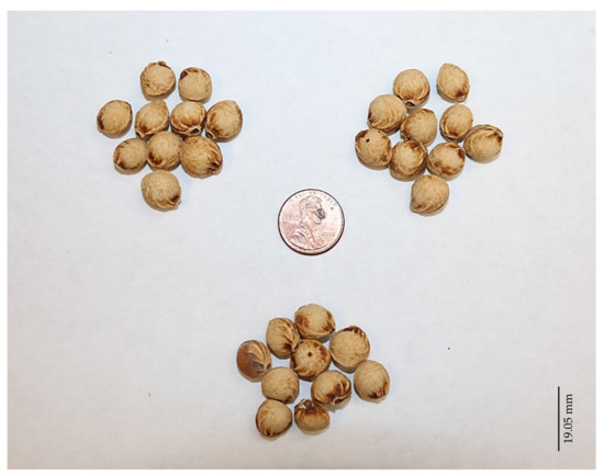 Fruit Characterization of Prunus serotina subsp. capuli