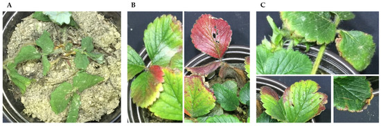 Physiological Disorder Diagnosis of Plant Leaves Based on Full-Spectrum ...