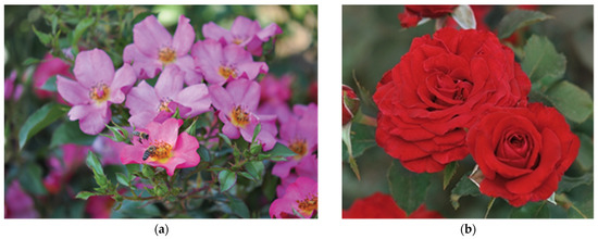 Selection of Garden Roses to Improve the Ecosystem Services They Provide