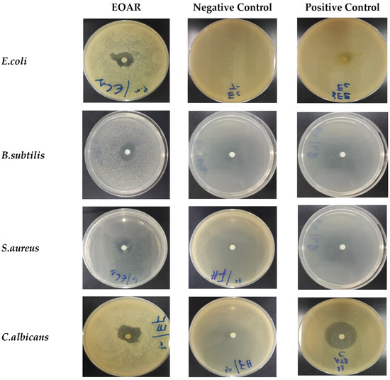 GC-MS Characterization, In Vitro Antioxidant, Antimicrobial, and In ...