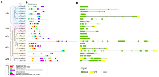 Identification and Characterization of Trihelix Transcription Factors ...