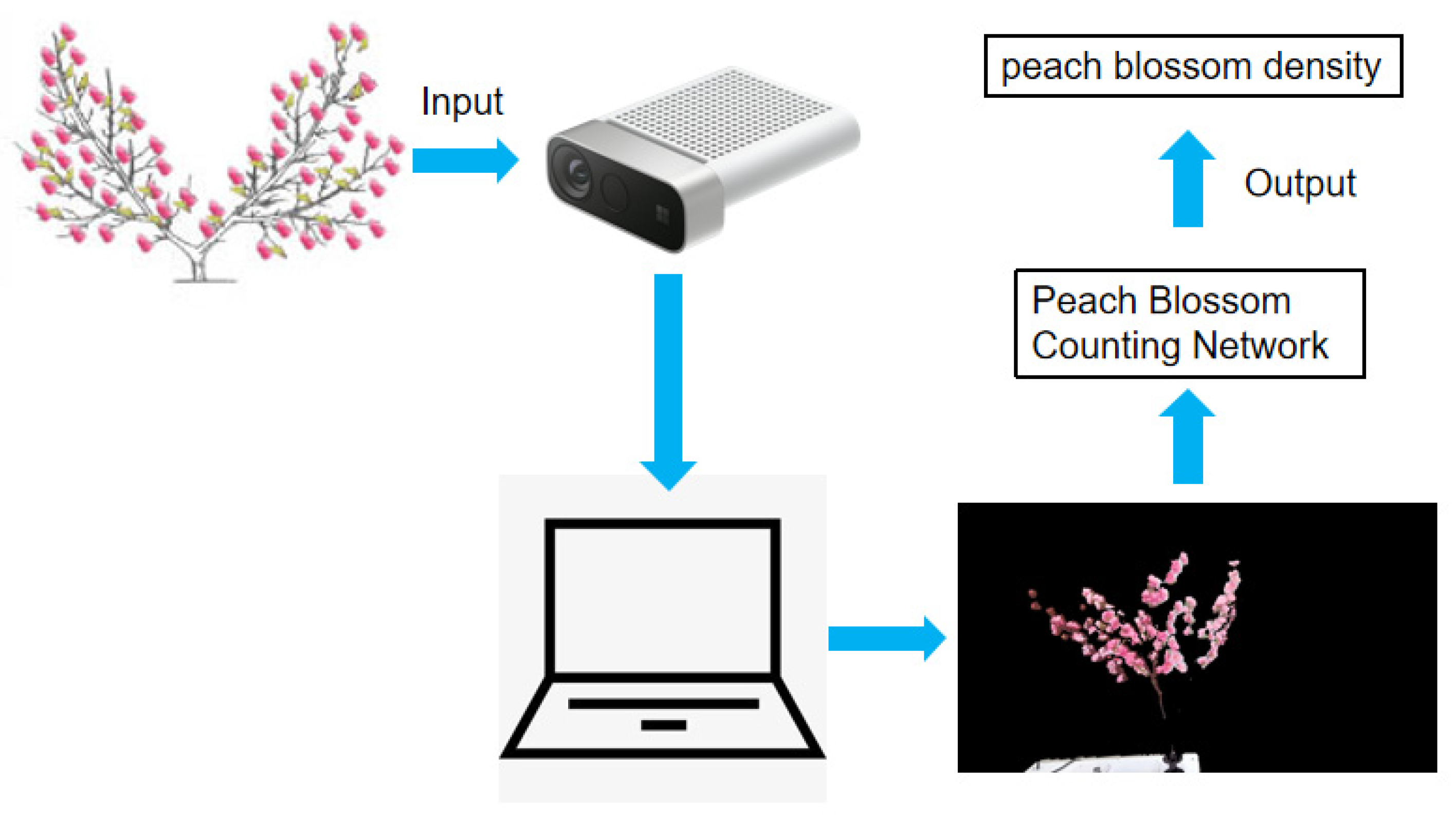 Horticulturae Free Full Text Peach Flower Density Detection Based On An Improved Cnn