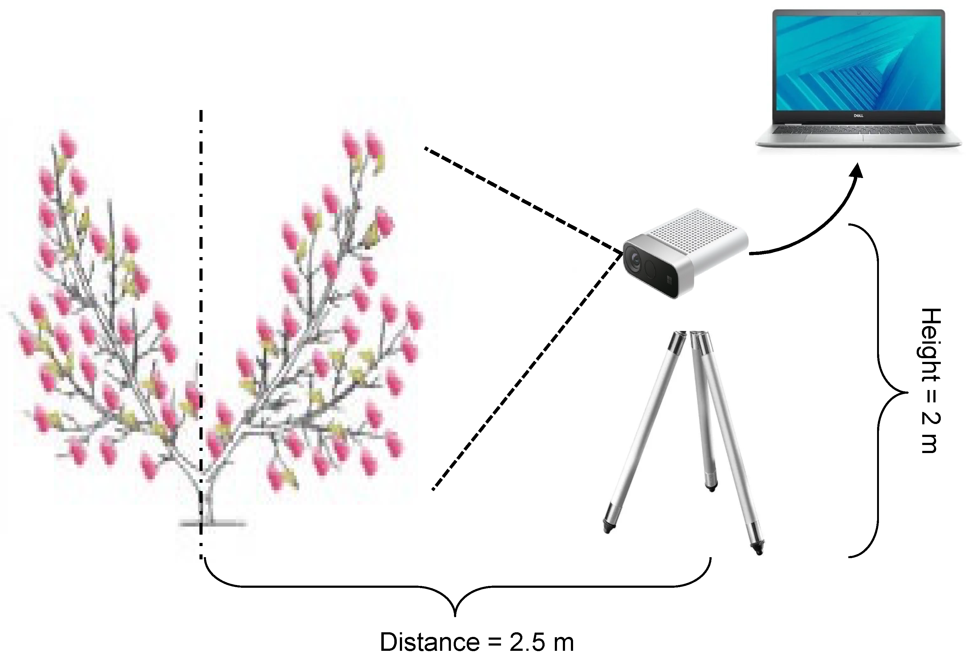 Horticulturae Free Full Text Peach Flower Density Detection Based On An Improved Cnn