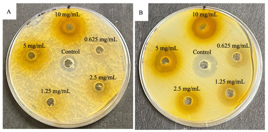 Phytochemical Screening, and Antibacterial and Antioxidant Activities of Mangifera indica L. Leaves