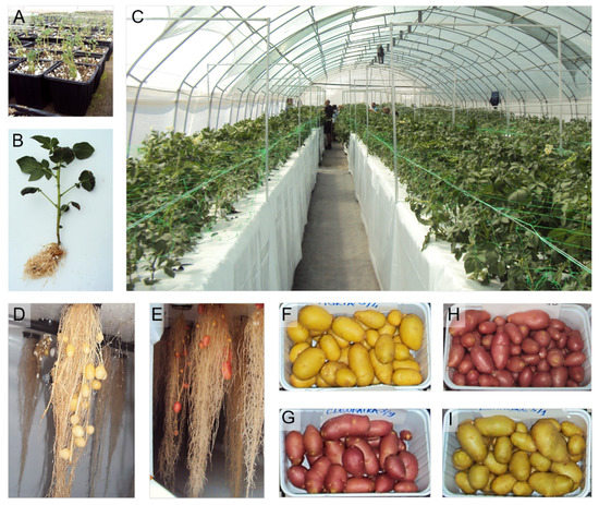 Potato Aeroponics: Effects of Cultivar and Plant Origin on Minituber ...