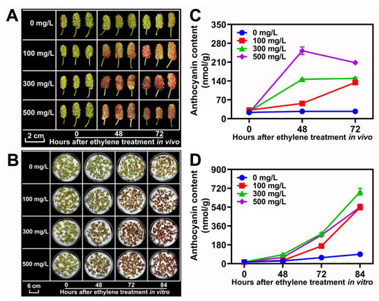 Transcriptomic Analysis Provides Insights into Anthocyanin Accumulation in Mulberry Fruits