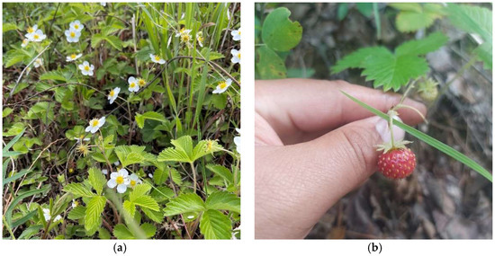 Horticulturae | Free Full-Text | Oriental Strawberry Metabolites: LC–MS ...