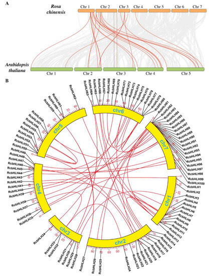 Molecular Characterization of bHLH Transcription Factor Family in Rose ...