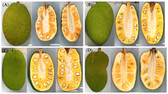 Comparative Study of Four Jackfruit Genotypes: Morphology, Physiology and Physicochemical ...
