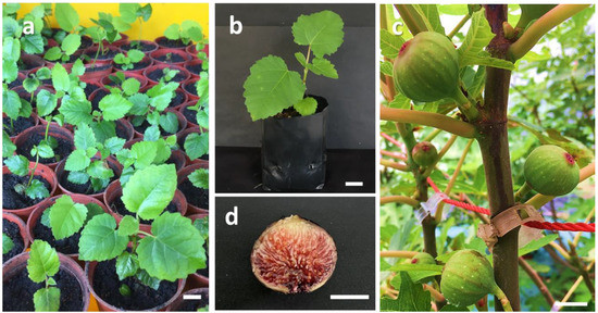 Rapid In Vitro Propagation of Fig (Ficus carica L.) ‘Violette de Solliès’ Supported by Molecular ...