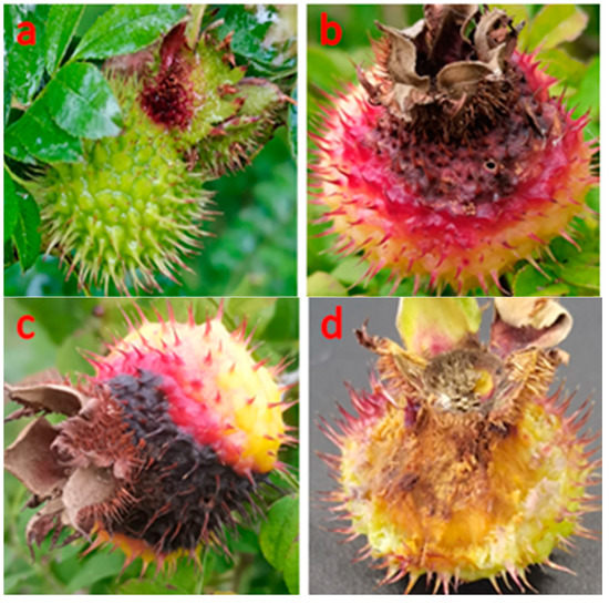 The Pathogen of Top Rot Disease in Rosa roxburghii and Its Effective ...