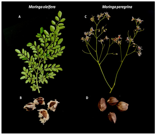 Characterization of Phytochemical and Nutrient Compounds from the ...